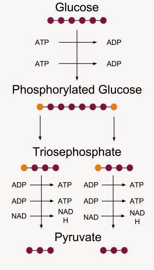A2 Biology: Aerobic respiration in such detail as to show that ...