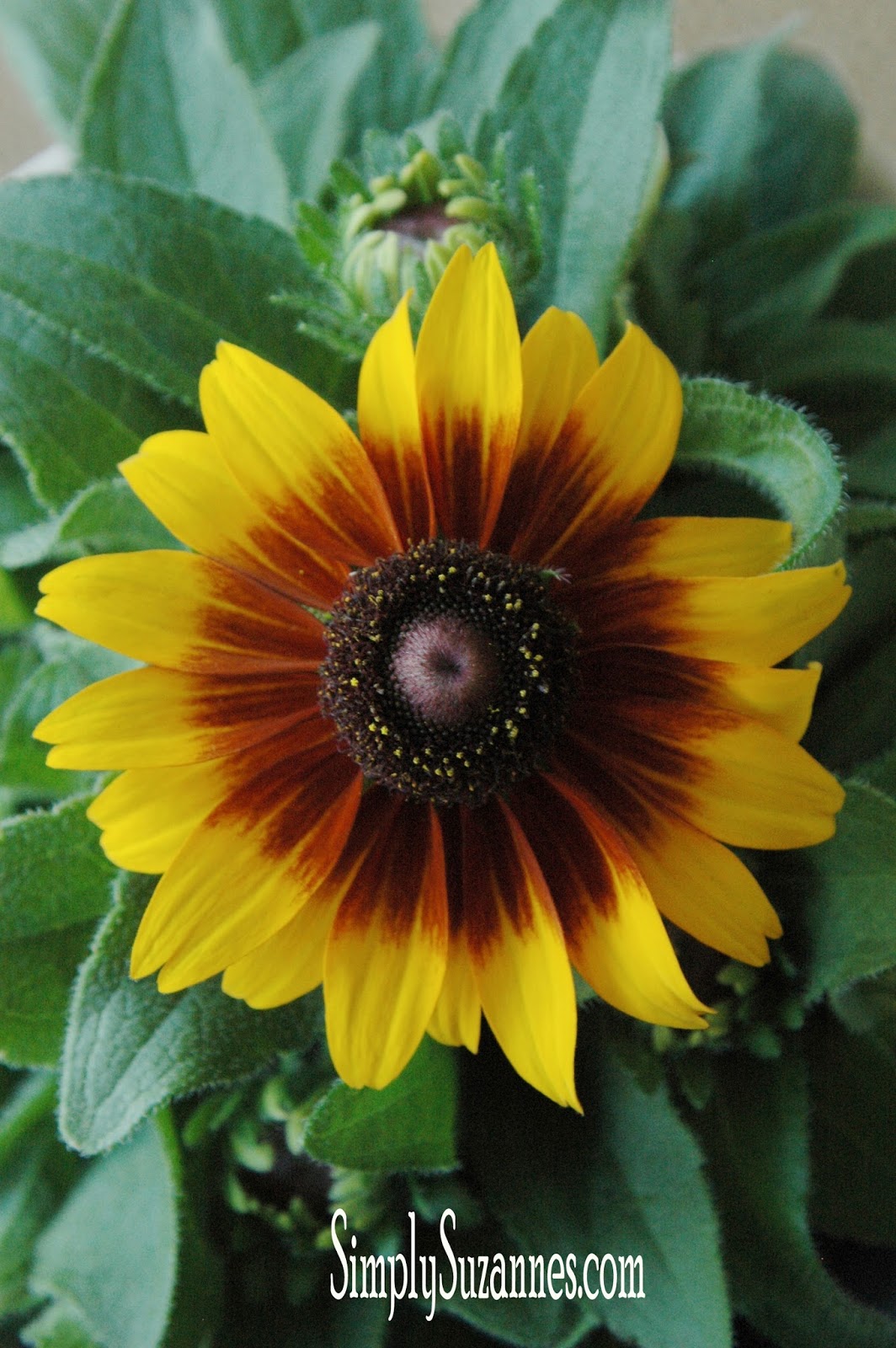 Simply Suzanne's AT HOME: black-eyed Susans . . . end-of-Summer flowers