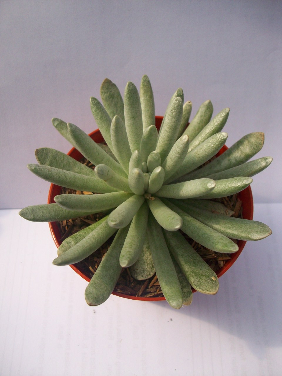 souvenir hijau: Jenis-Jenis kaktus dan sukulen