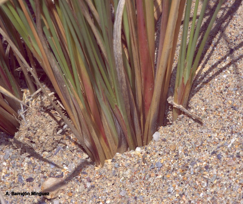 Naturaleza Viva: Imperata cylindrica (l.) Rausch. Fam: Poaceae