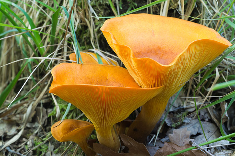 Pentru Suflet: Stop, ciuperci otrăvitoare, stai departe de ele!