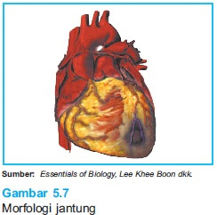 Fungsi & Anatomi Jantung Manusia / Kardiovaskuler - JOVI ARDAN BLOG