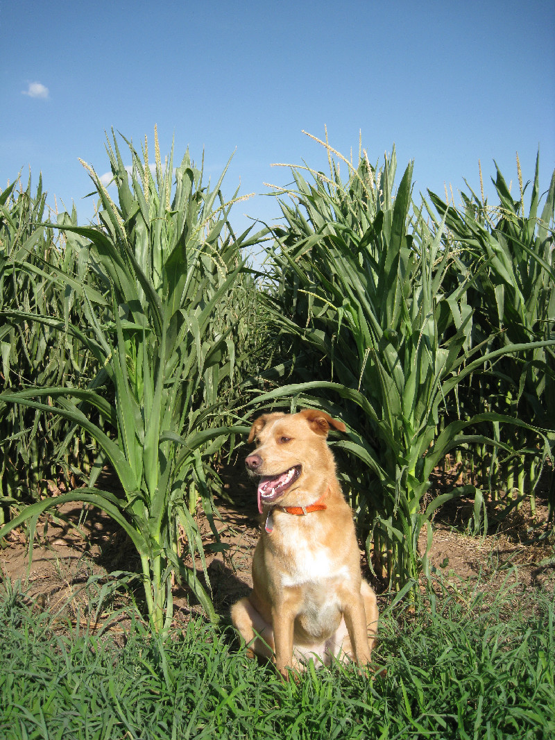 Alta on the Farm: Corn Farming 101 (Lesson 1)