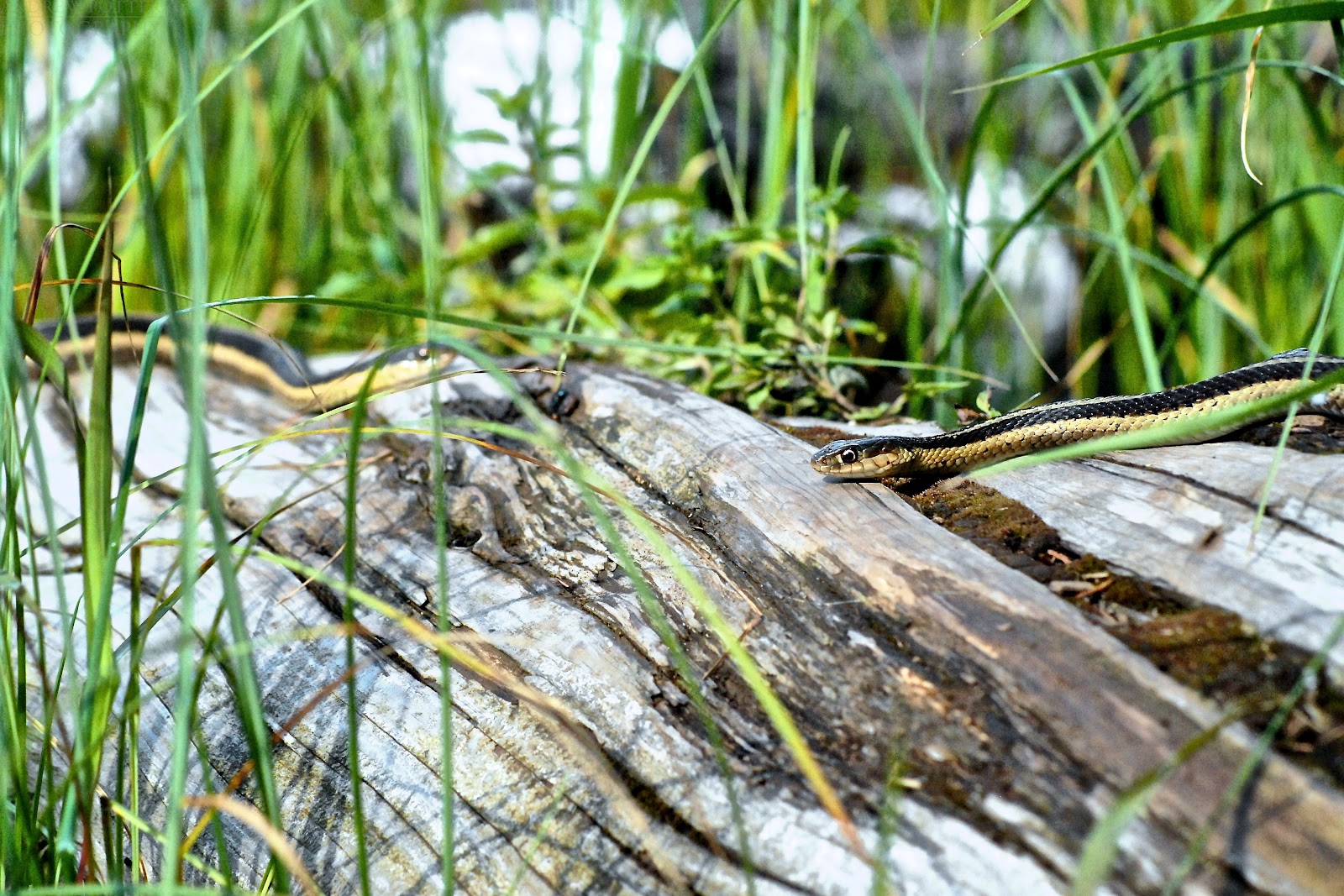 Andrew Potter Photo Blog: Isle Royale Garter Snakes