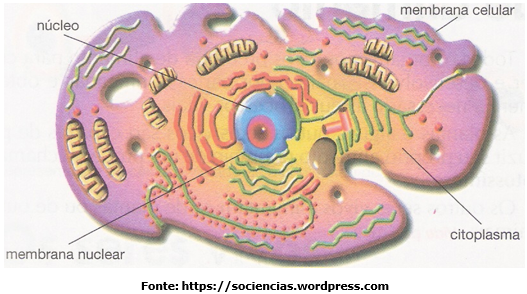 Atua no transporte de substâncias entre o interior dacélula e o meio ...
