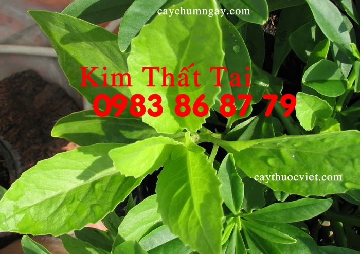 Kim Thất Tai