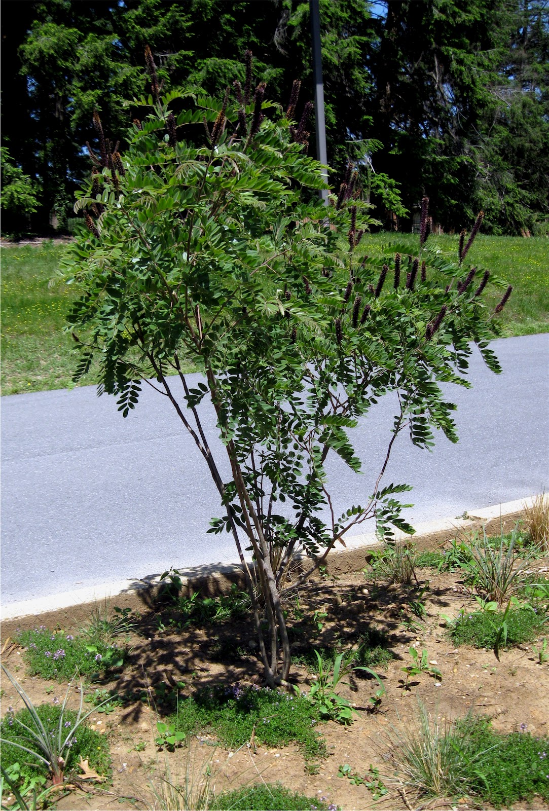 1003 Gardens: Amorpha paniculata, panicled false-indigo