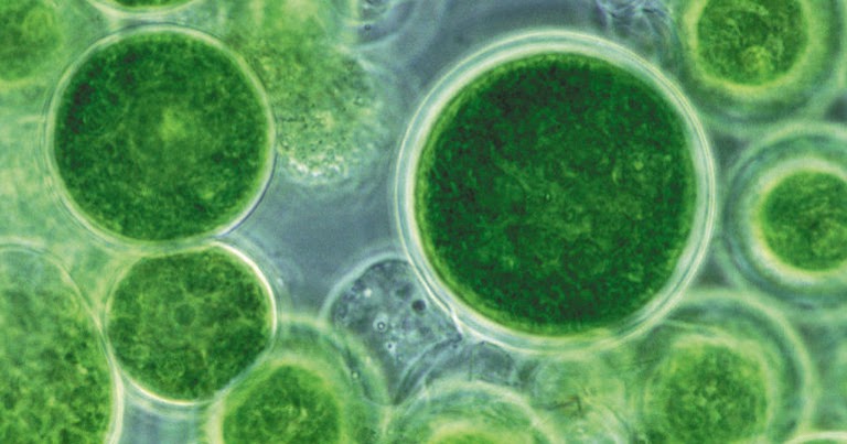 Economic importance of Cyanobacteria | HSEB botany notes - Plus two ...