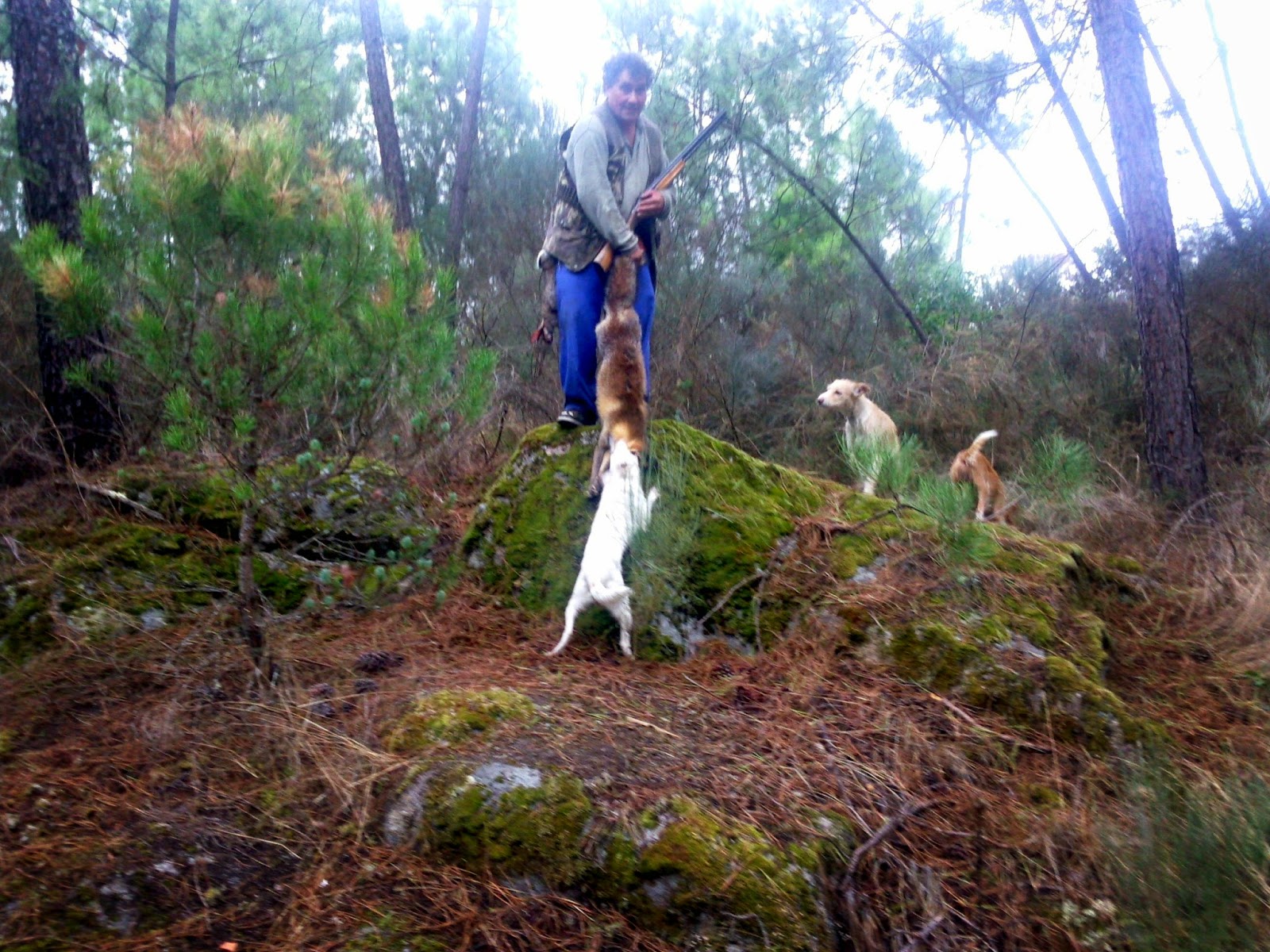 Clube de Caça e Pesca de Azurara: Raposas e saca-rabos