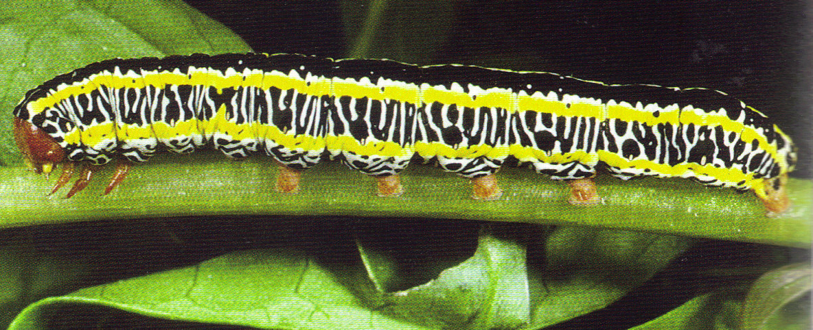 Epizootic: The Language of Warning