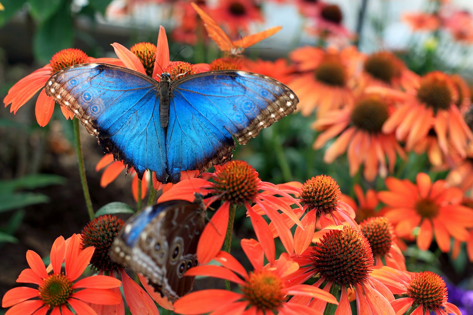 Water Logged: Your Blooming Butterfly Garden