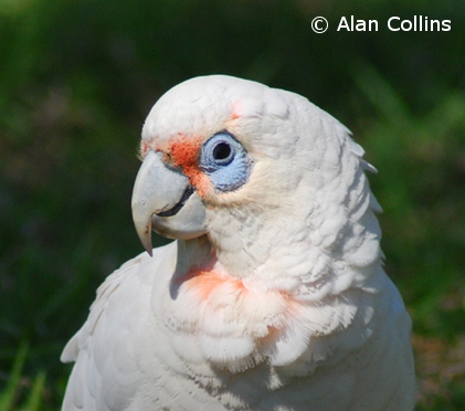 Leeuwin Current Birding: ID Feature: Corellas