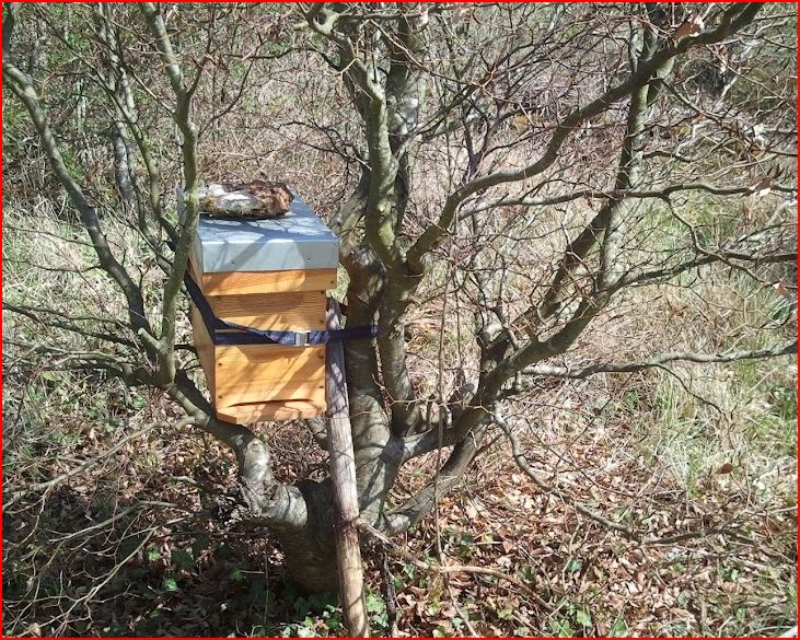 Les ruchers champêtres: Pose de ruchettes