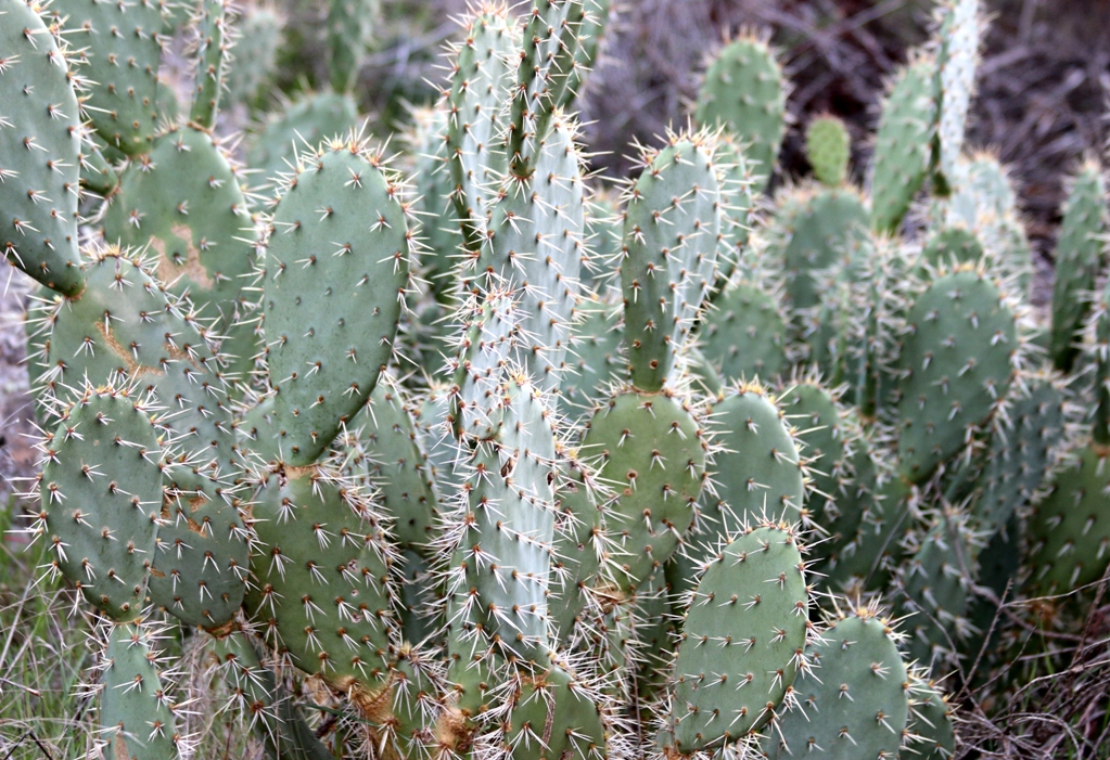 A photo, A thought............: Plant: Dominant chaparral flora....