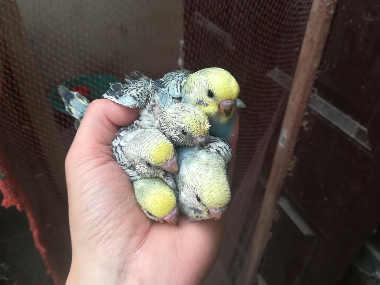 Cantinho das Aves: Os nossos Periquitos de cor bebes