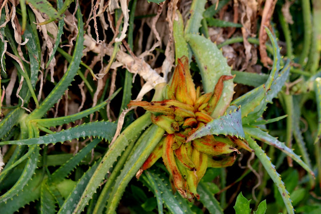 A photo, A thought............: Observation: Plant pathology...........