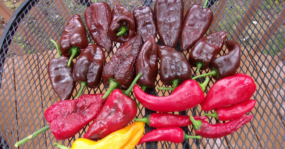 Mike's Bean Patch: Not done yet