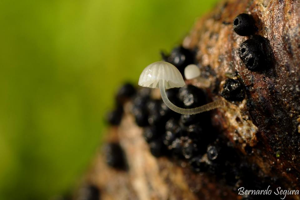 especies chilenas: Los detritívoros