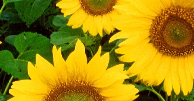 Shortnotes of History: History of sunflower in United States