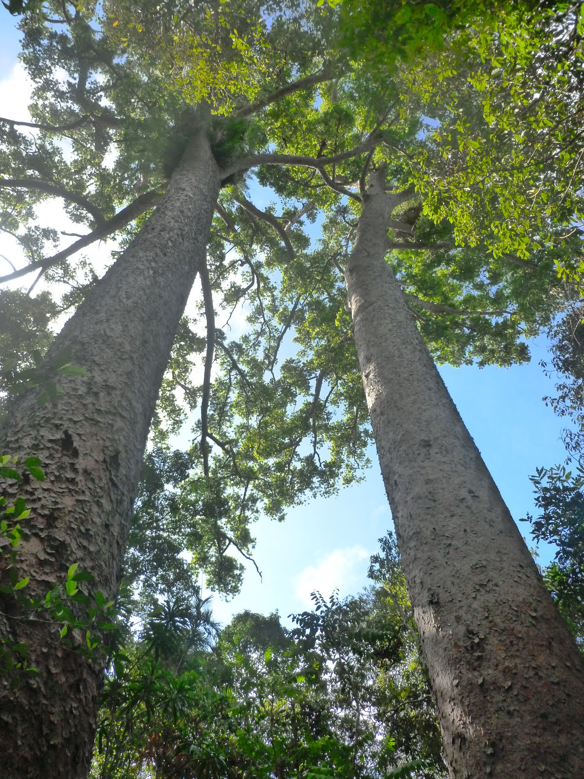 Treasures of Travelling: Tree Hugger