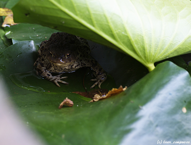 (c)Photography beyond words,poze,fotografii,photo from Romania: Broasca ...