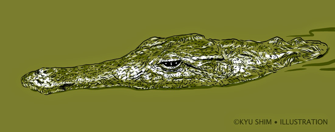 Kyu Shim Illustrations