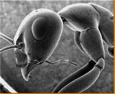 Funny Pictures Gallery: Micro ant, micro ants, micro-ant llc, microant ...