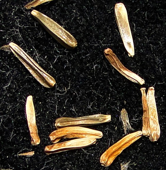 Slatsz' plant photo-biography: Balsamorhiza sagittata, arrow leaf ...