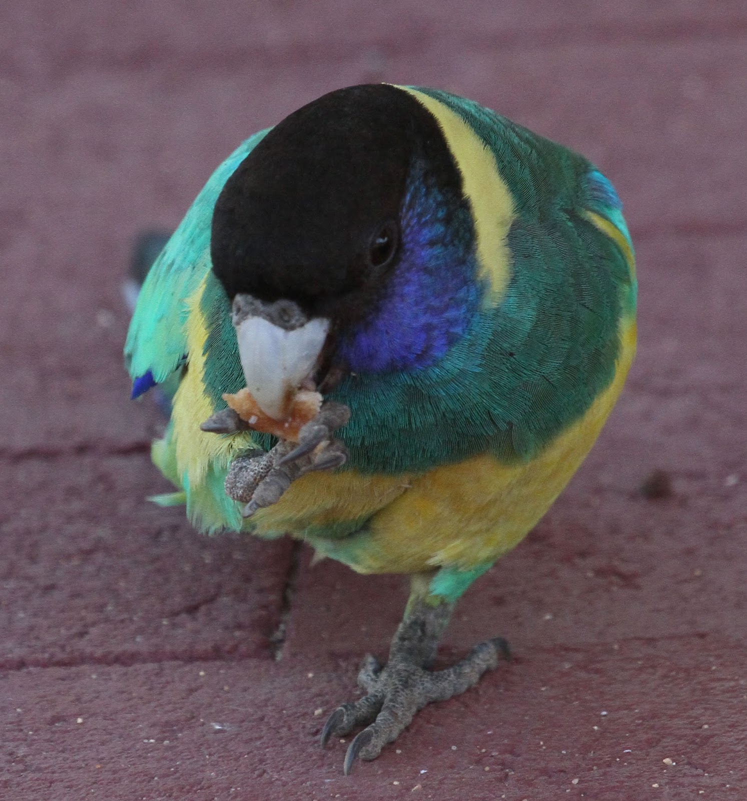 Richard Waring's Birds of Australia: Moses and the Land For Wildlife ...