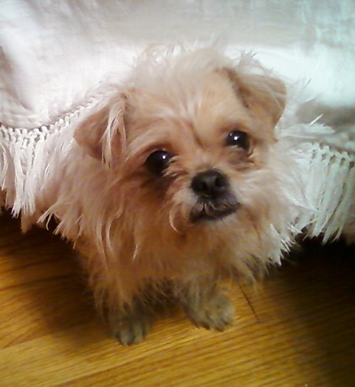 Writers & Other Animals: The True Story of Mindy Moo the Monkey Dog