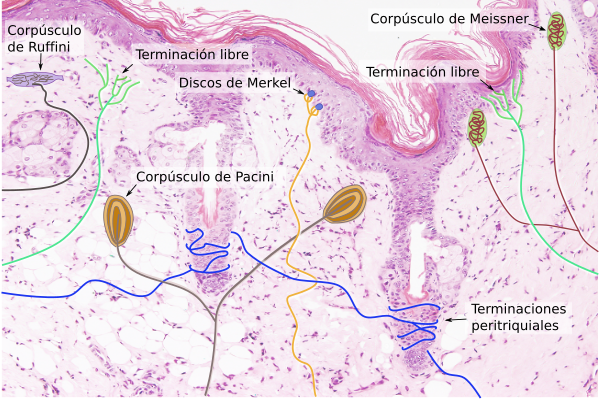 Un dermatólogo en el museo : El tacto: (III) corpúsculos de Merkel