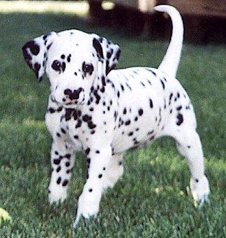 Dalmatian Dog Reviews and Pictures Collections | Dogs Breeds and ...