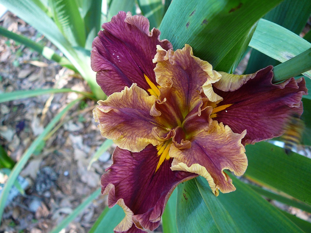 World of Irises: Diversity of Color in Louisiana Irises - Red Irises