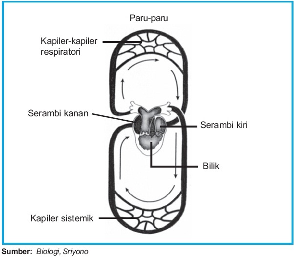 Pintar Pelajaran Sistem Sirkulasi Darah Pada Katak Amfibi | Cara Ampuh ...