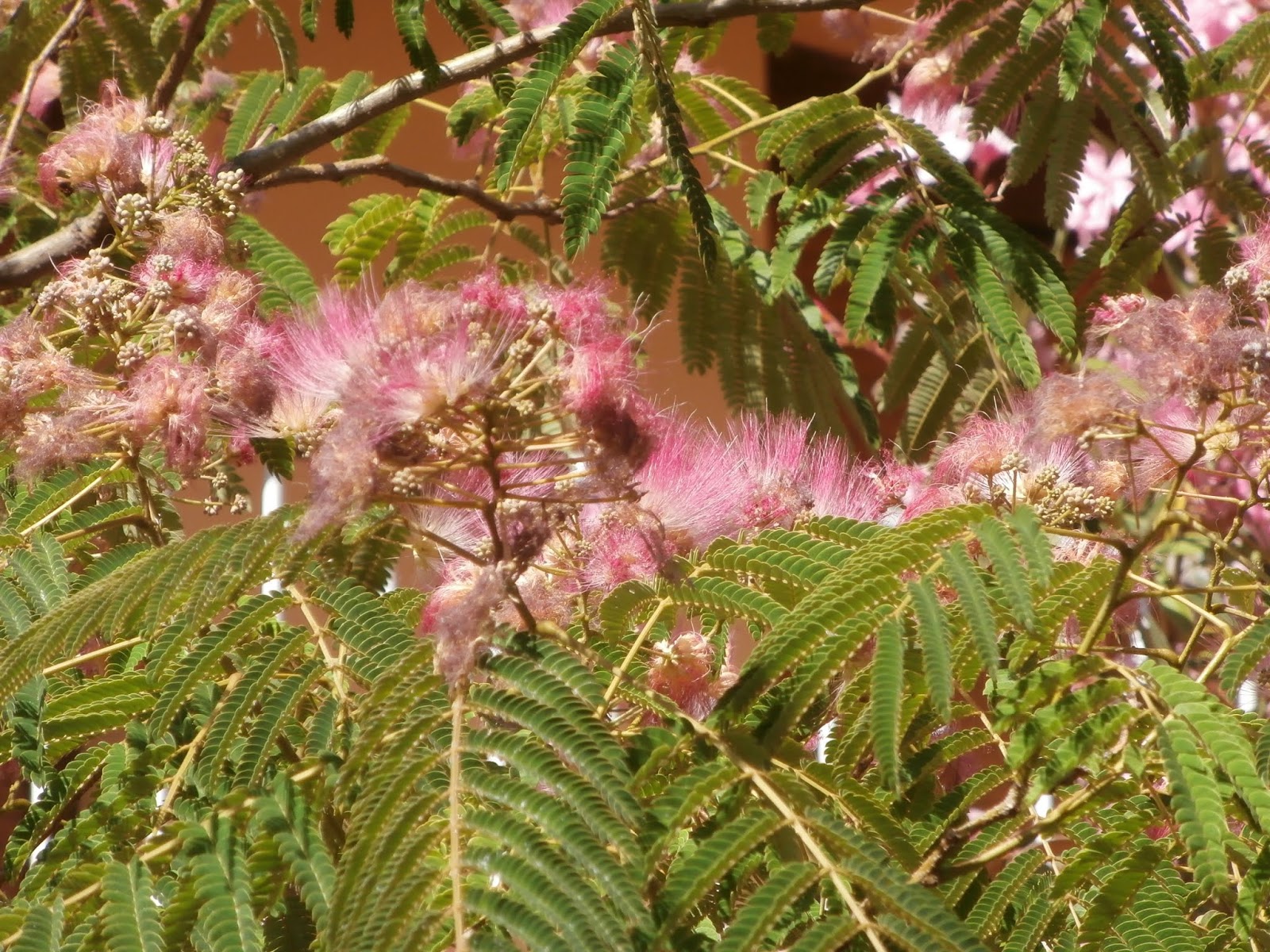 METIDO EN JARDINES: Albizia julibrissin, Acacia de Constantinopla