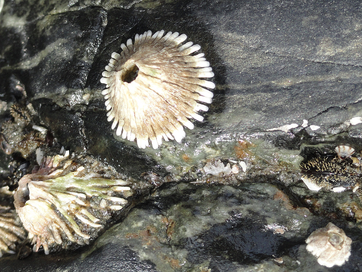 Wanderin' Weeta (With Waterfowl and Weeds): Rock dwellers