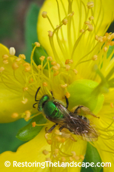 Restoring The Landscape With Native Plants: Native Plant of the Week ...