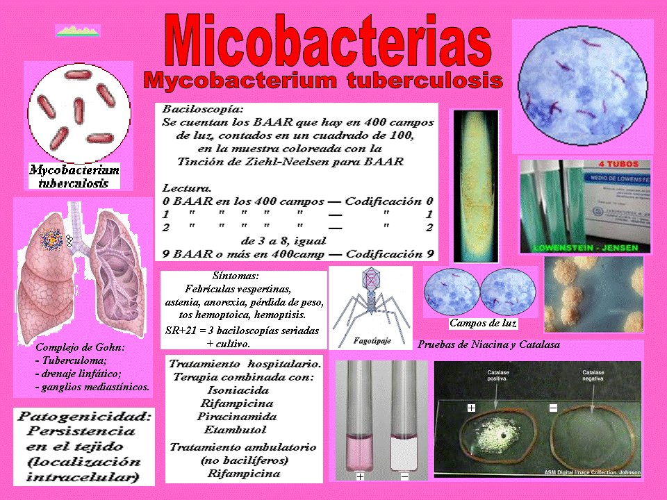 L810: MICOBACTERIAS