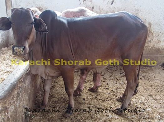 Bakra Eid 2014 - Photos and Videos of Qurbani Cows and Bakras: Nagori ...