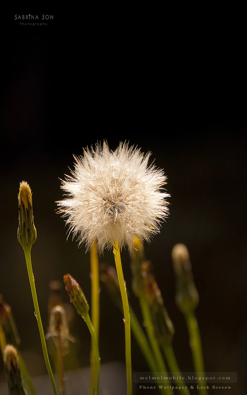 Wild Flower - Lock Screen (Special) | MelMel Mobile