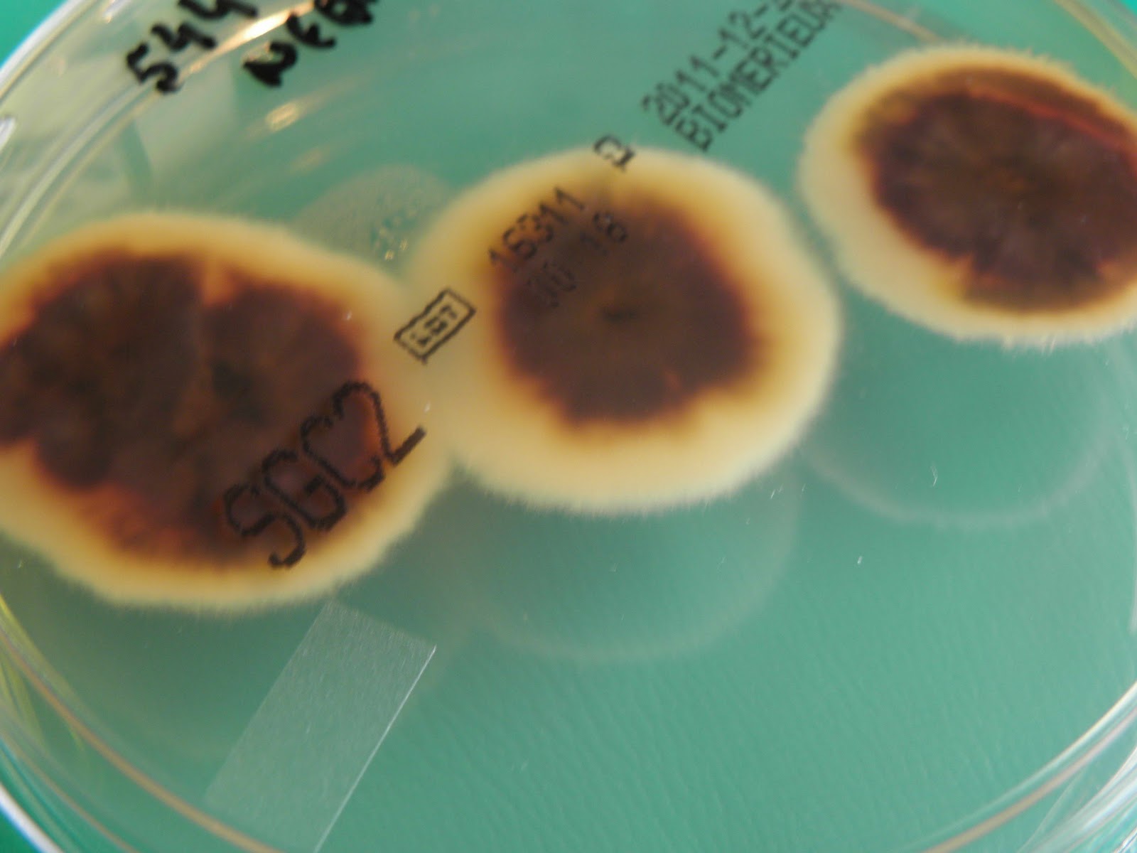 ATLAS MICOLOGIA: TRICHOPHYTON RUBRUM