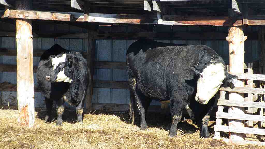 Life among the Tall Pines: Relaxed cattle in the corral