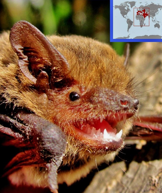 Mammals of Cyprus - Τα θηλαστικά της Κύπρου by George Konstantinou ...