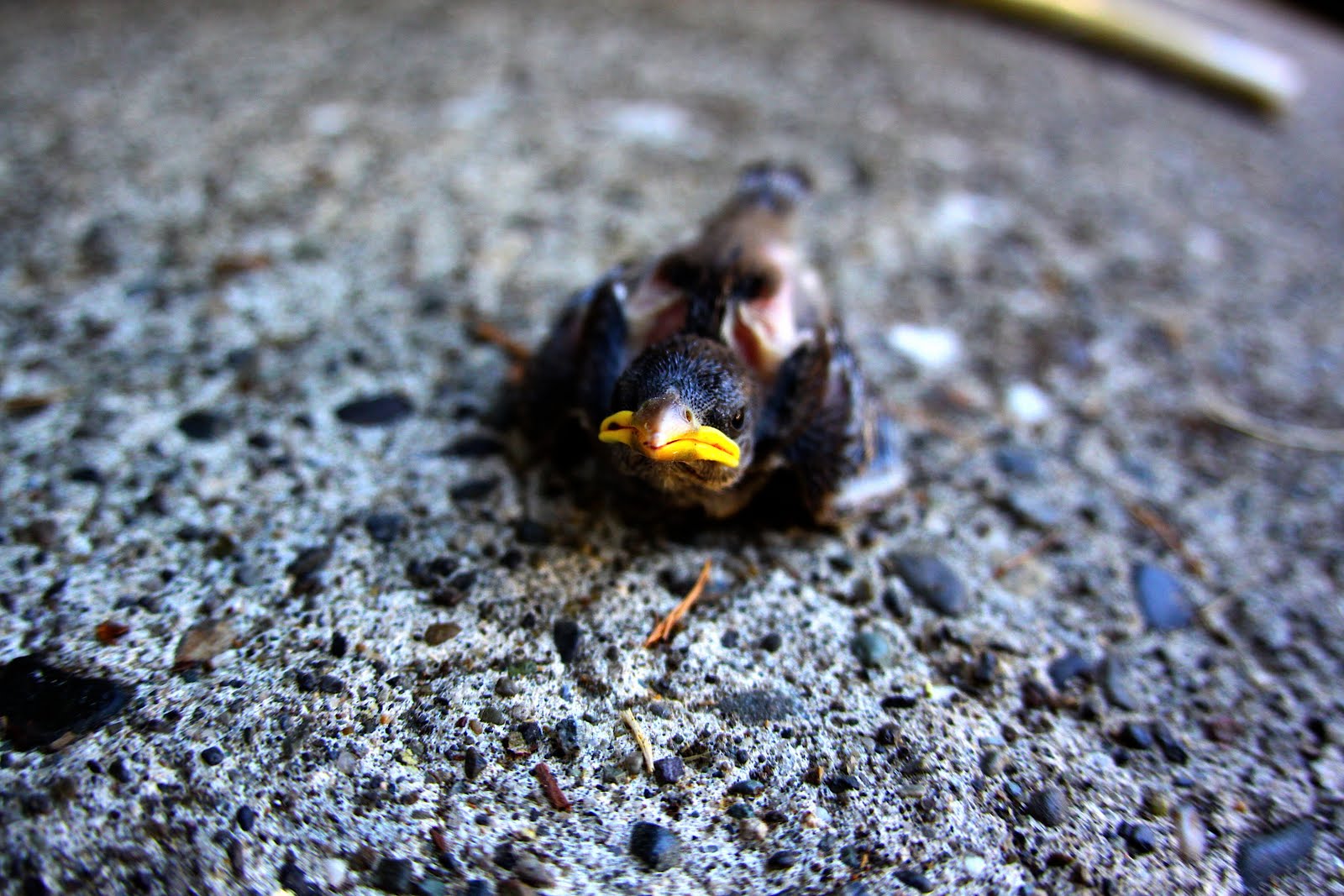 dumptrucks&antlers: baby bird baby bird, why are you down here?