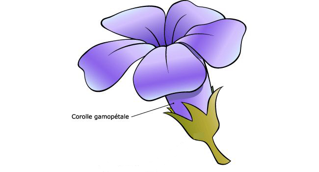 Pleurothallidinae: Lexique au tour des plantes : G