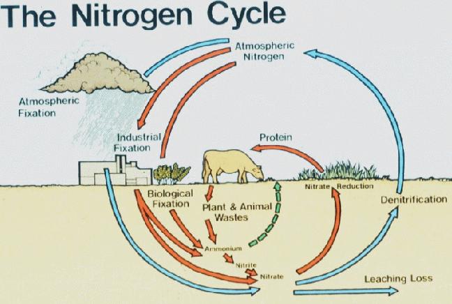 The World Is A Sphere: Pedosphere