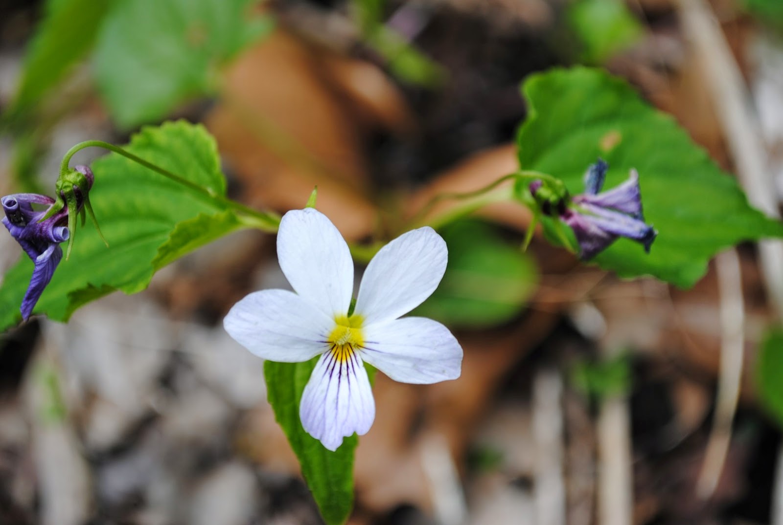 West Virginia Native Wildflowers-The Big Year, 2013: Wild, Wonderful ...