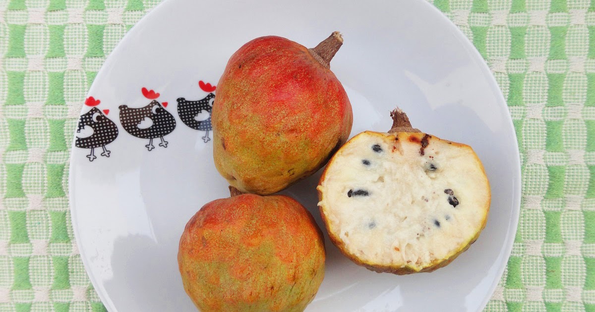 Viveiro Ciprest - Plantas Nativas e Exóticas: Anona Lisa ou Condessa ...