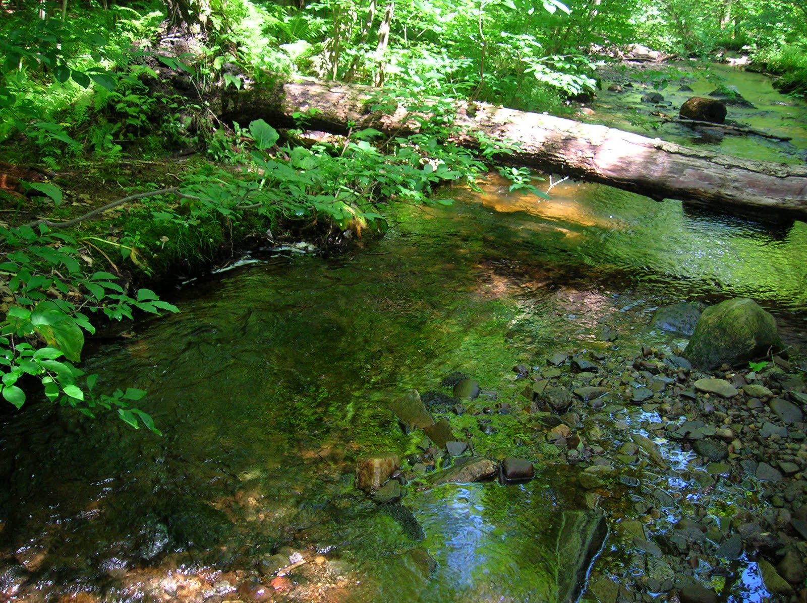 Small Stream Reflections: Along The Way