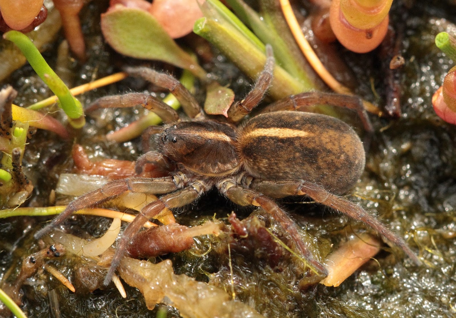 Holkham National Nature Reserve: July 2016
